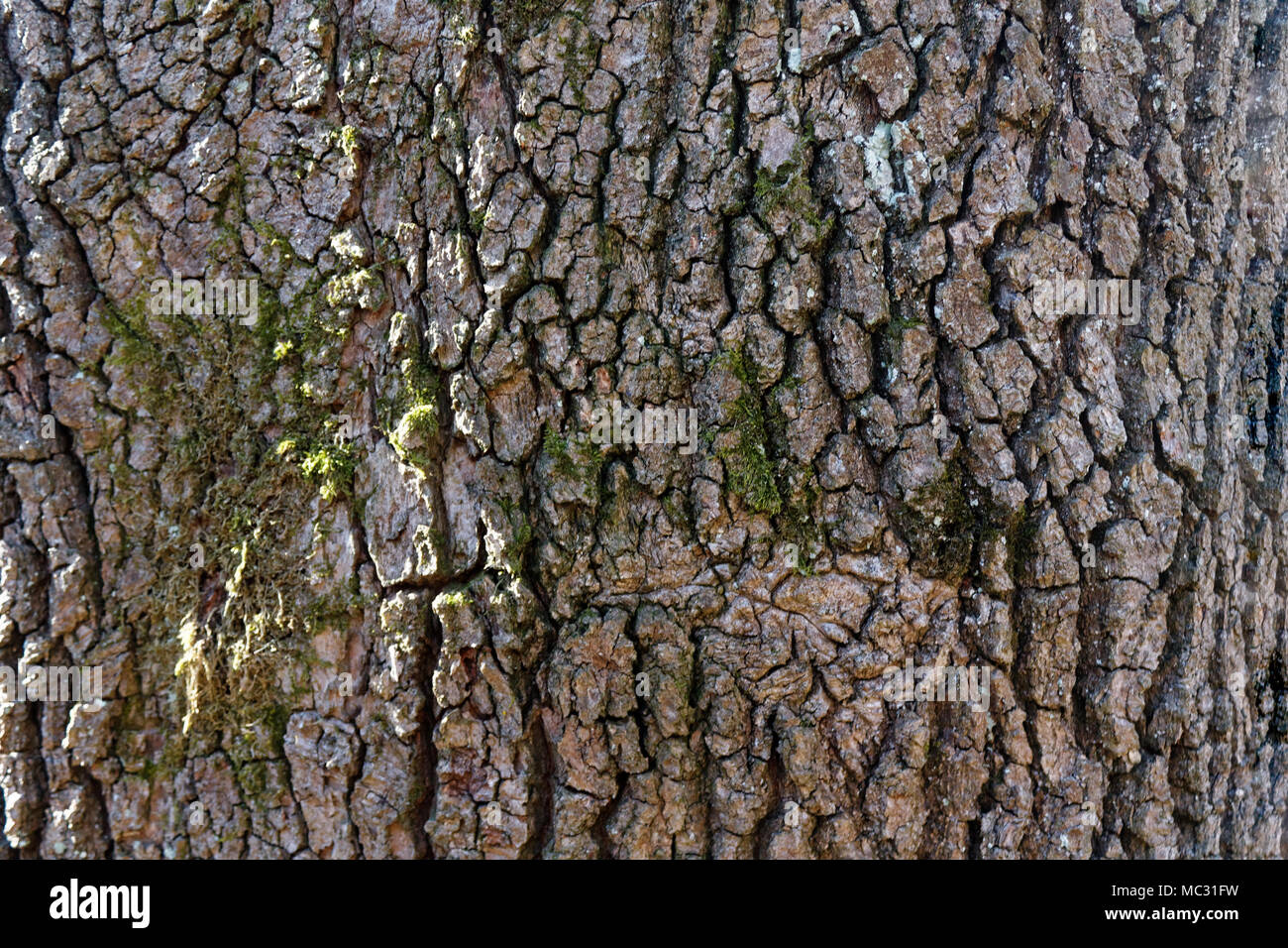 Wooden tree bark texture in spring forest, sunny day Stock Photo - Alamy