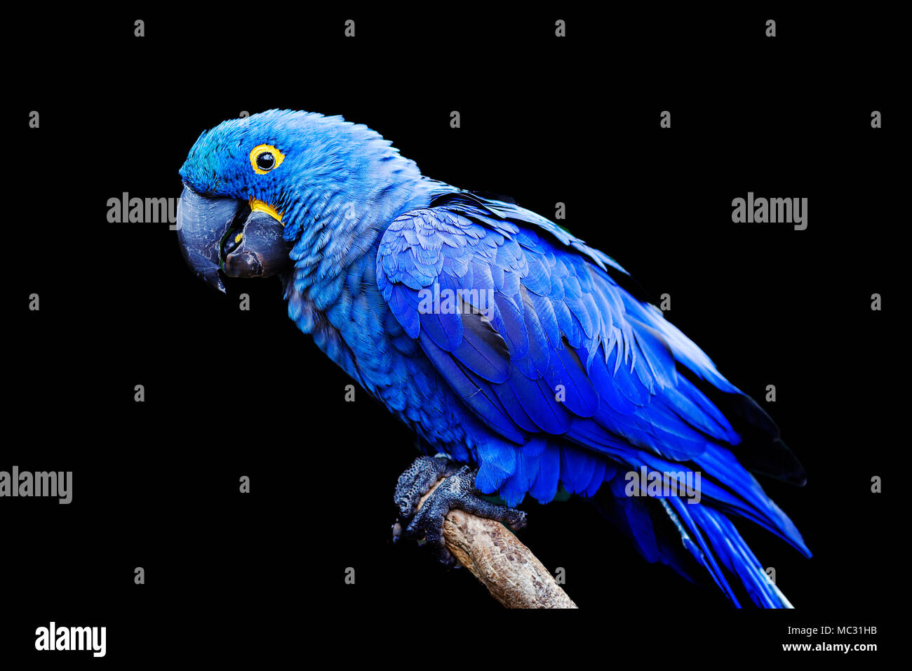 Endangered Hyacinth Macaw (Parrot) perched on a tree branch, on black ...