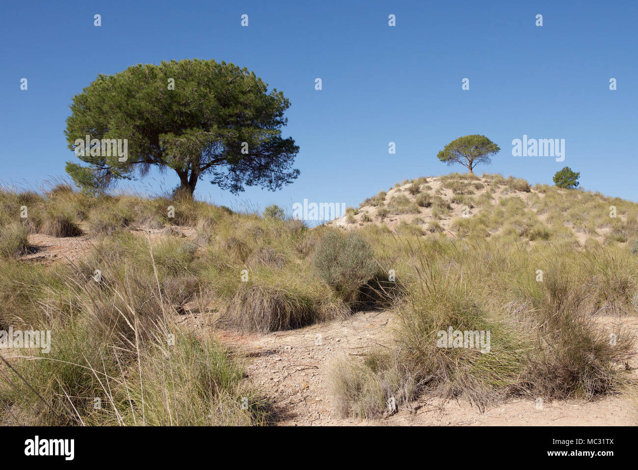 The countryside and trees of Alicante Province in Spain Stock Photo - Alamy