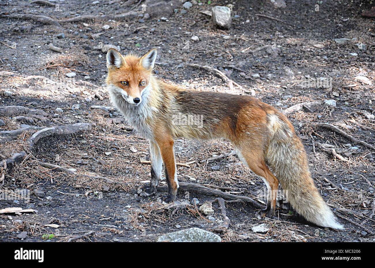 animal fox in nature Stock Photo - Alamy