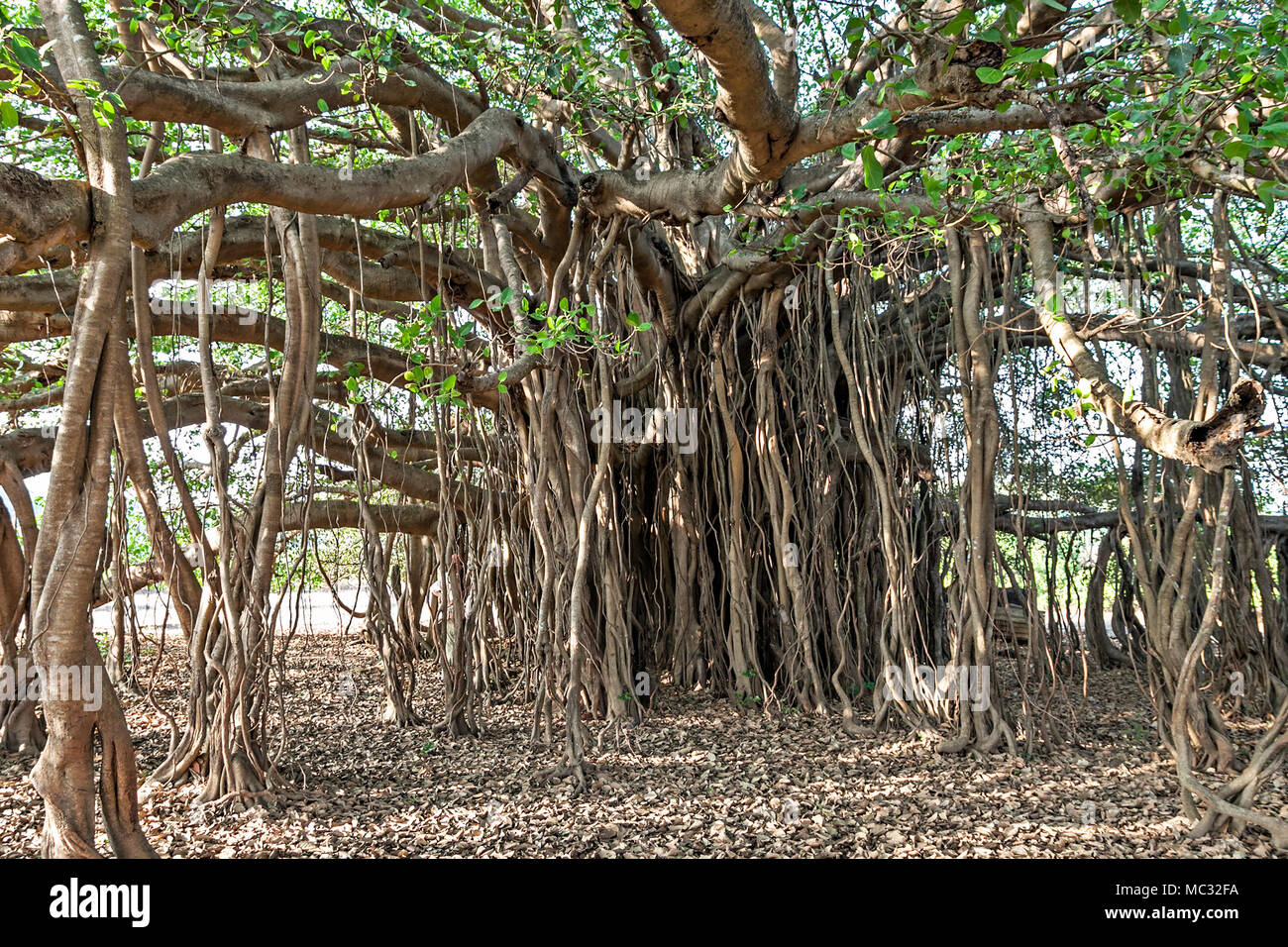 Very big banyan tree in the jungle Stock Photo - Alamy