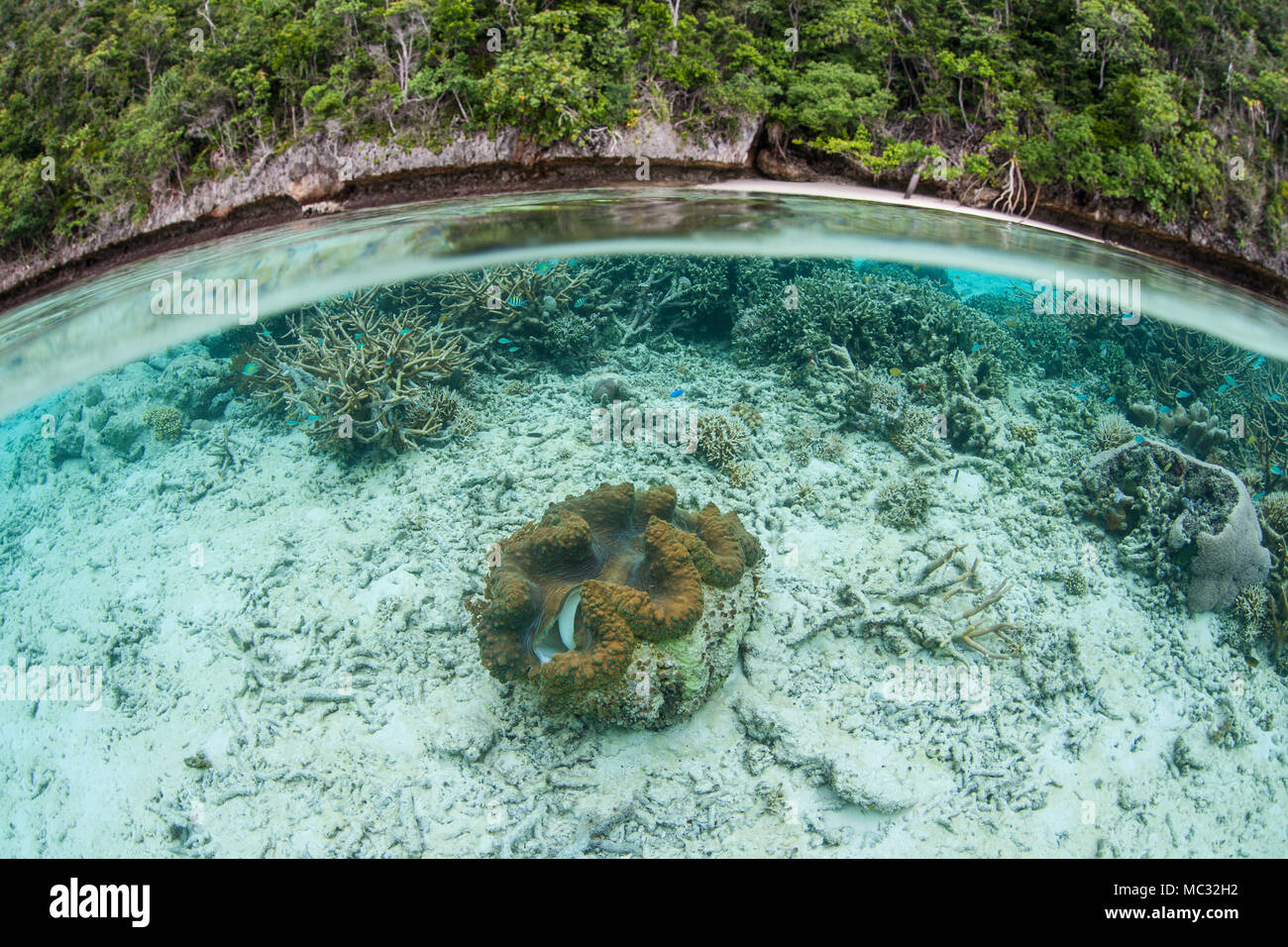 A giant clam, Tridacna gigas, grows in the shallows of Raja Ampat ...