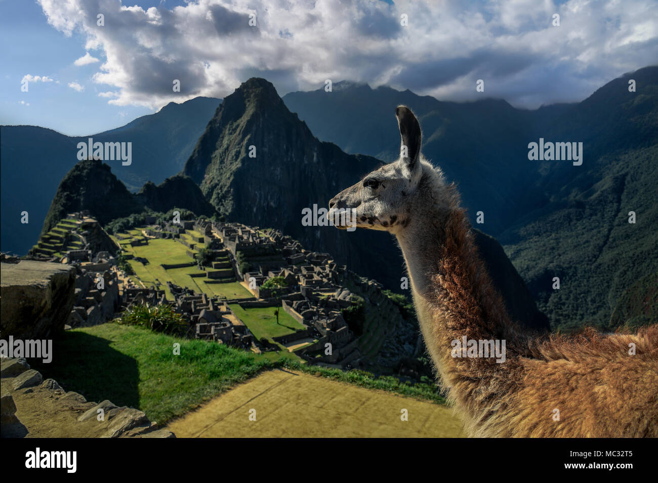 Machu Picchu Peru - Portrait of a Lama looking at the mountain Stock ...