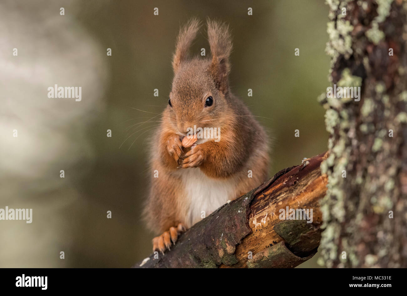 Red Squirrel on a branch in a forest eating a nut Stock Photo - Alamy