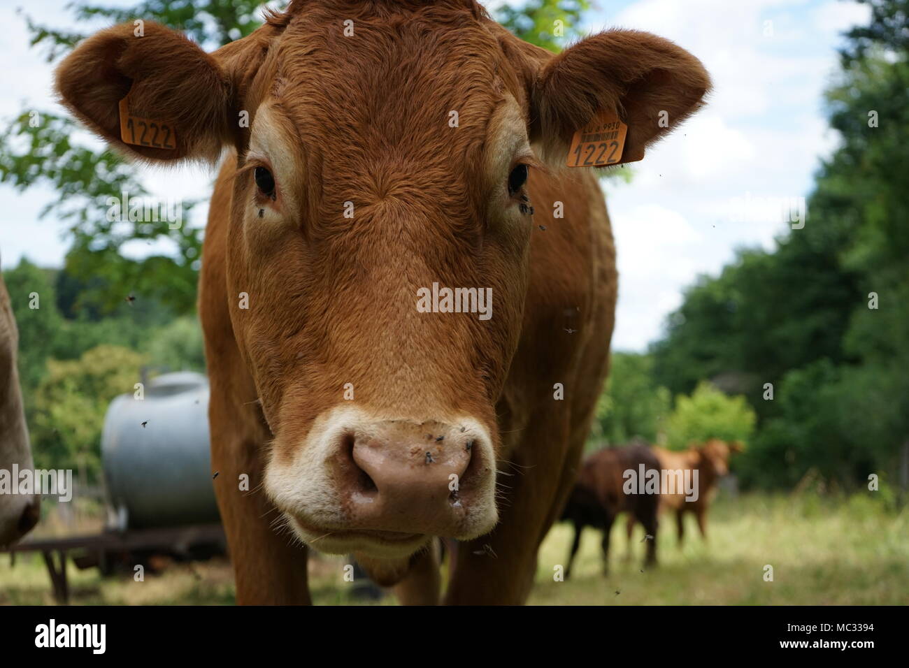 Adequate animal housing hi-res stock photography and images - Alamy