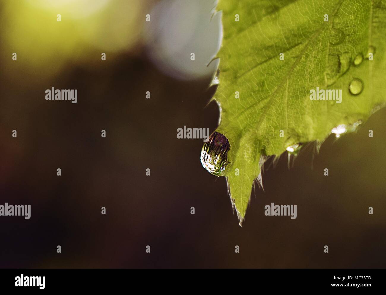 Just a drop Stock Photo - Alamy