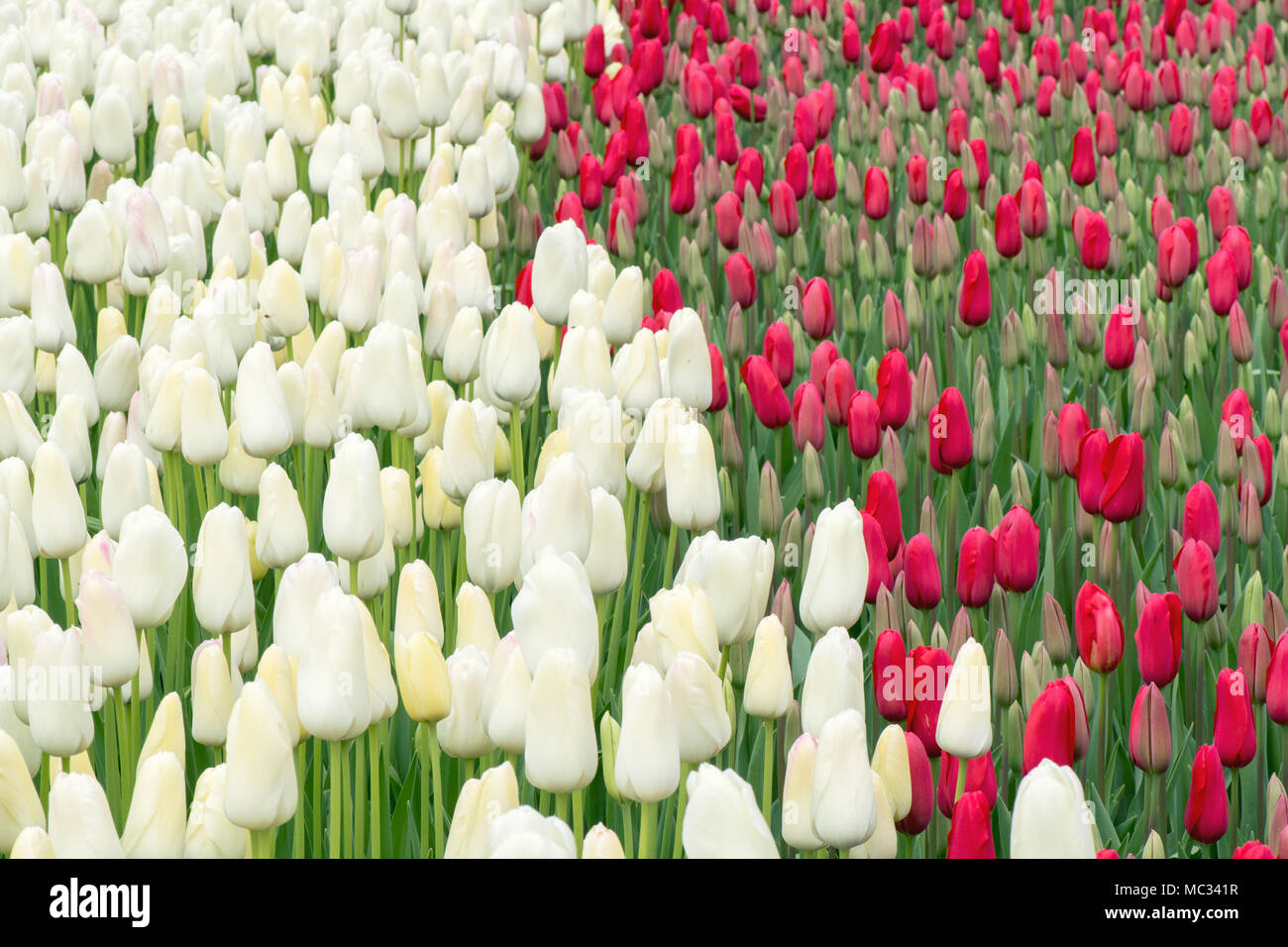 Beautiful rows of white and red tulips in full bloom create a stunning ...