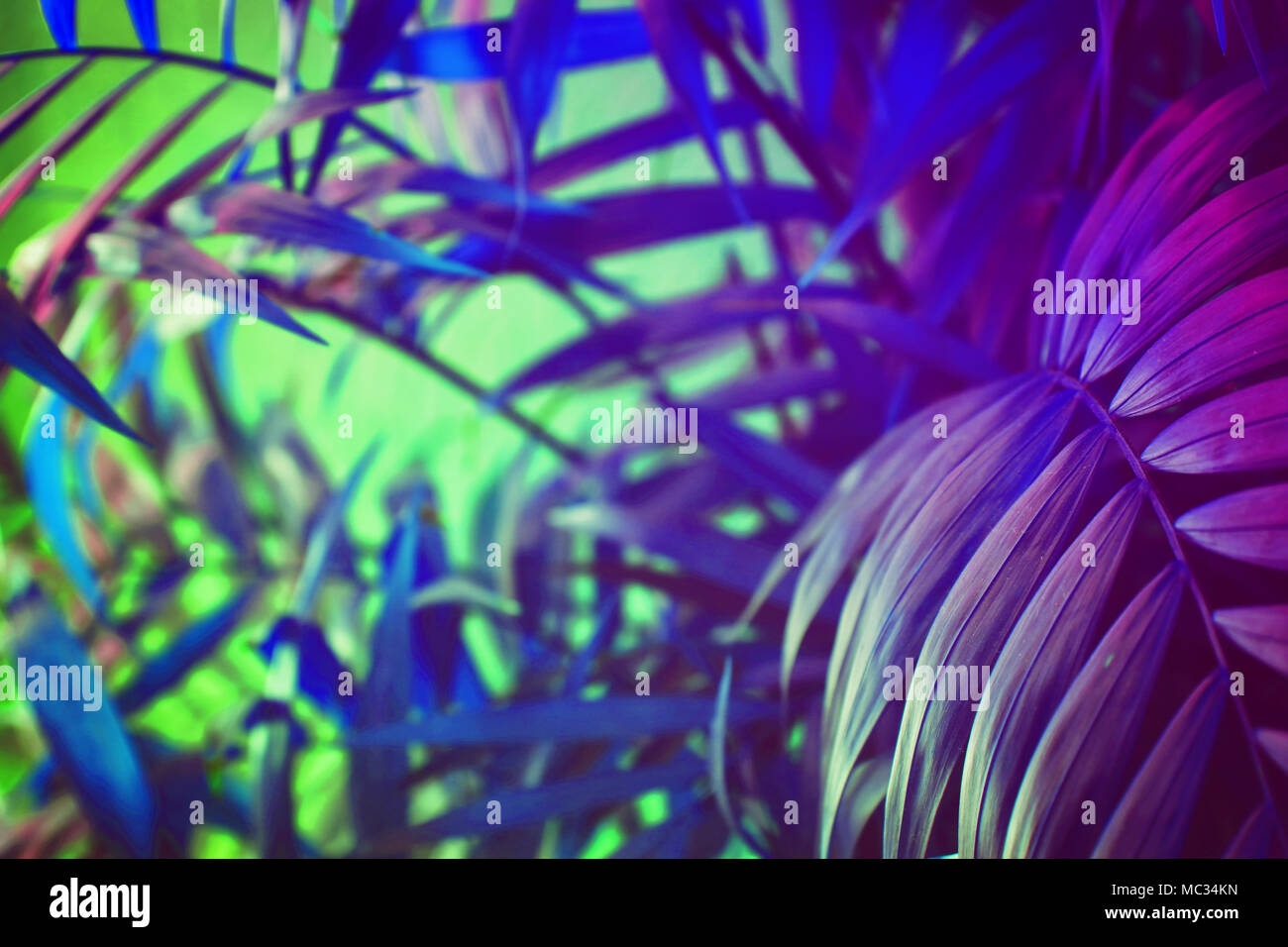 Ultra Violet background effect made of tropical palm leaves Stock Photo ...