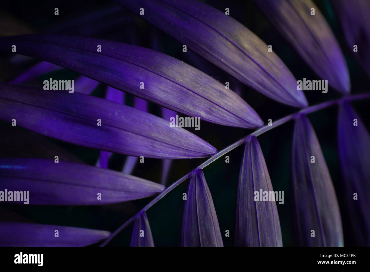 Ultra Violet background effect made of tropical palm leaves Stock Photo ...