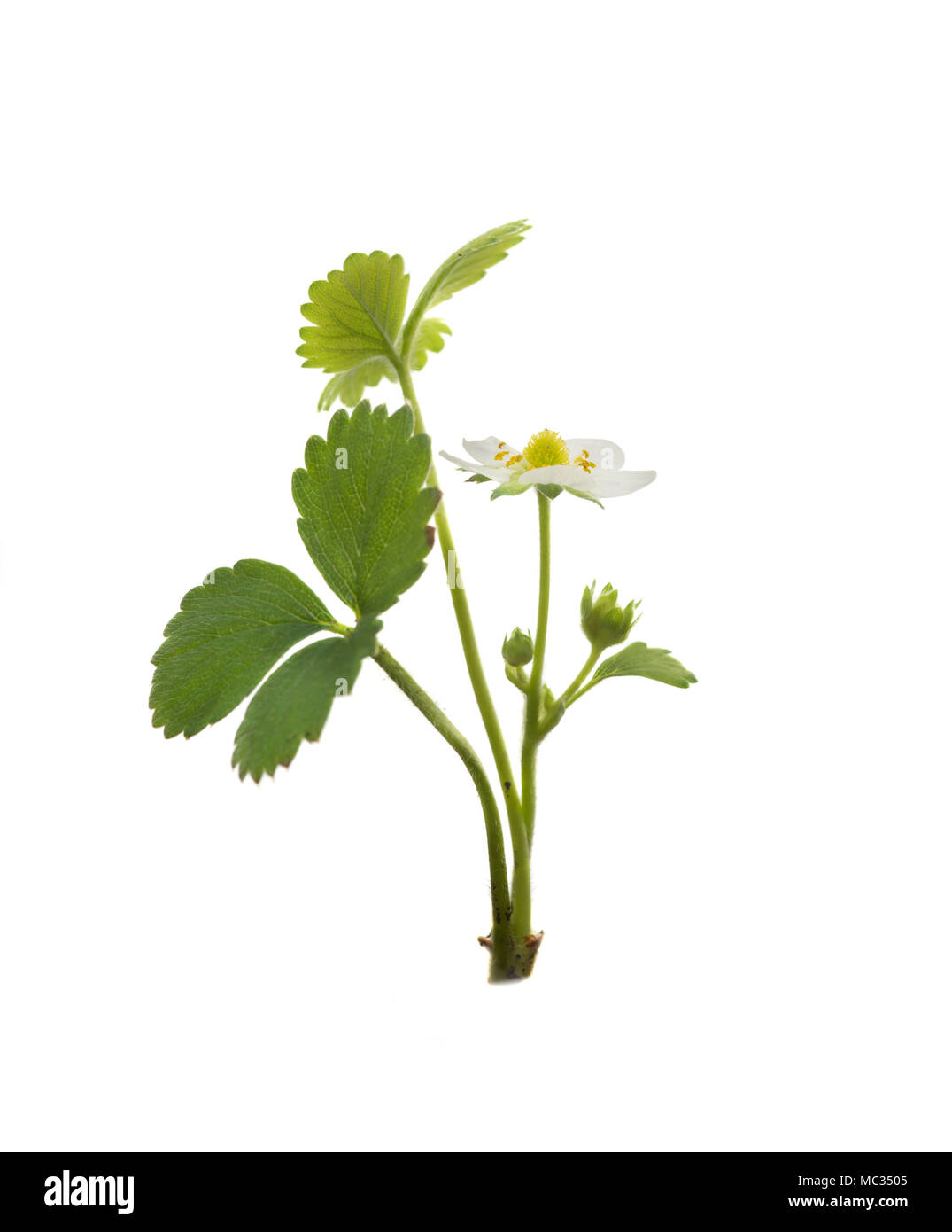 White strawberry plant hi-res stock photography and images - Alamy