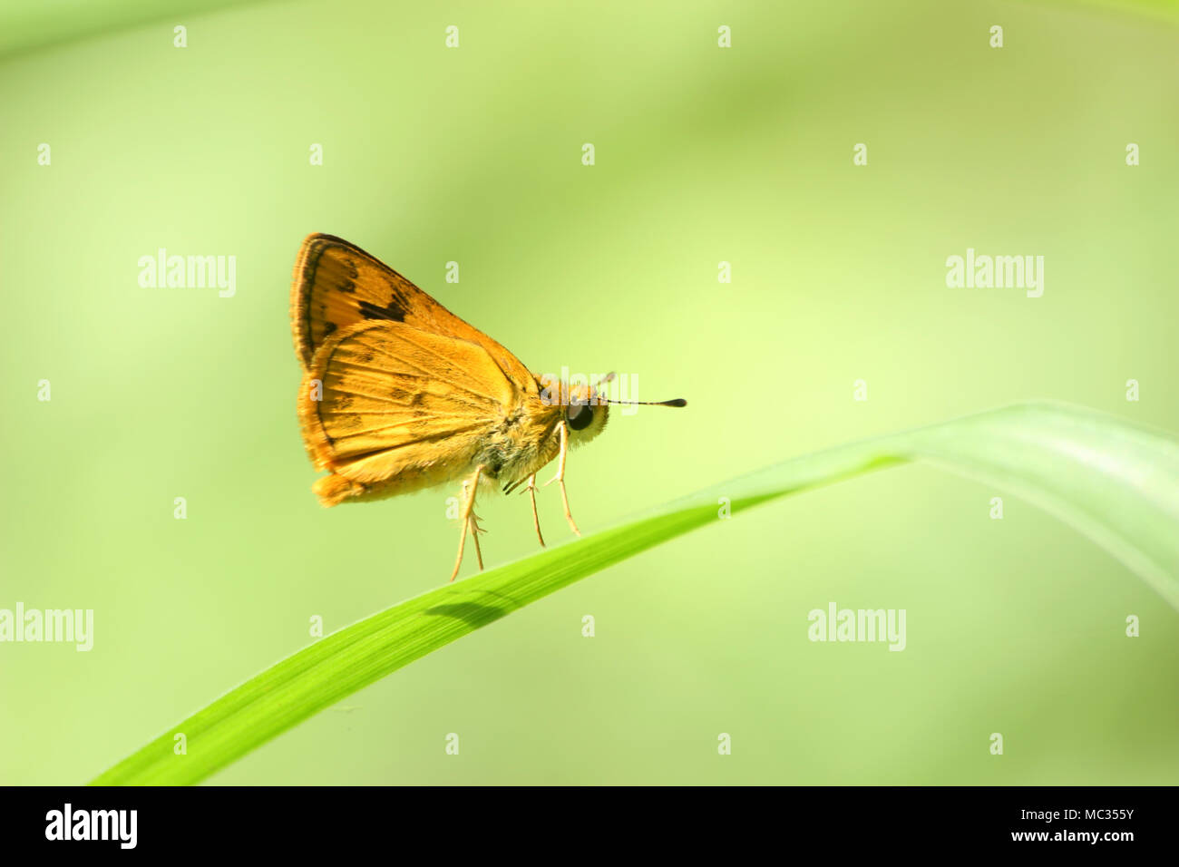 Little cute yellow butterfly on green background Stock Photo - Alamy