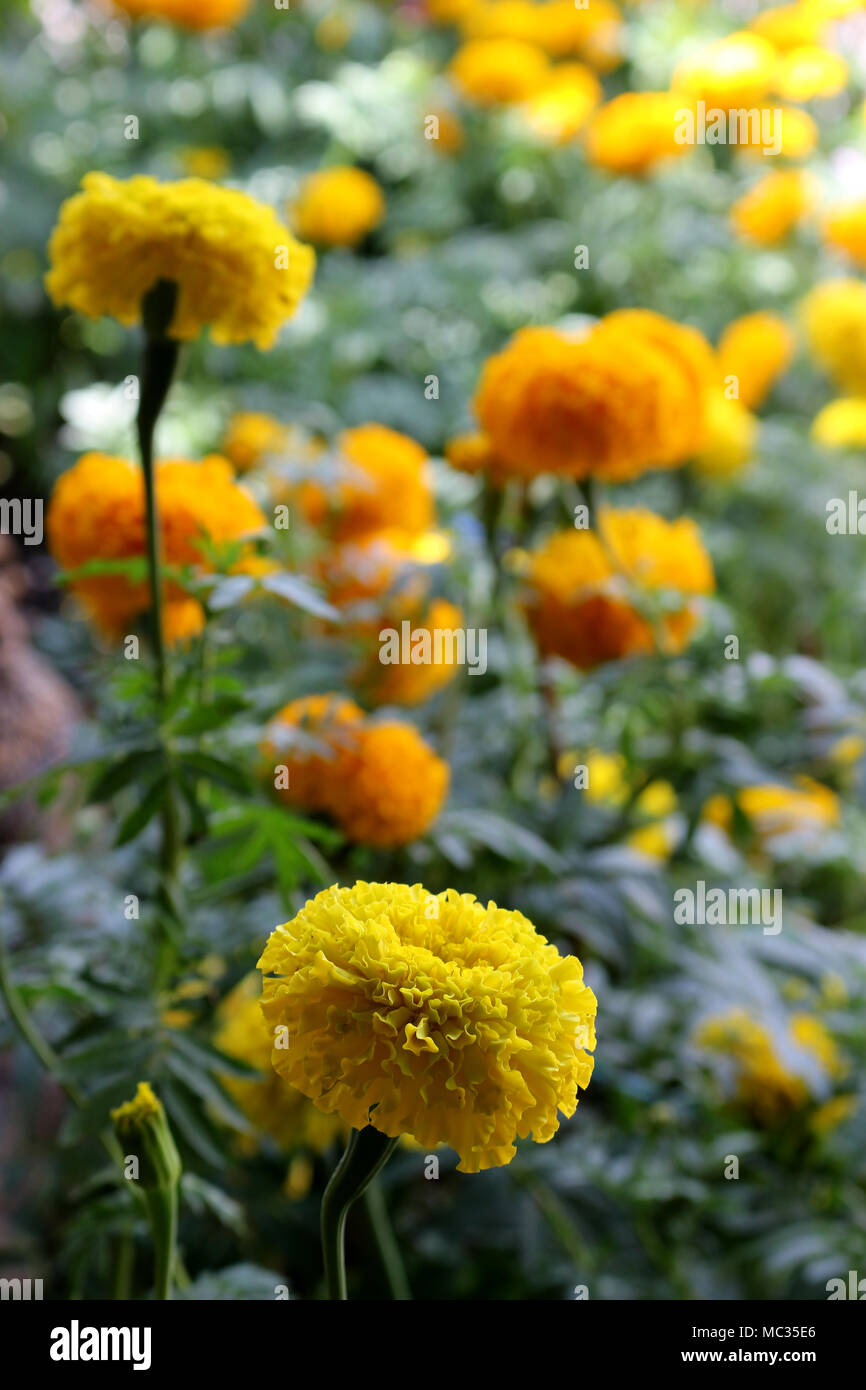 Portrait beautiful marigold on many marigold background Stock Photo - Alamy