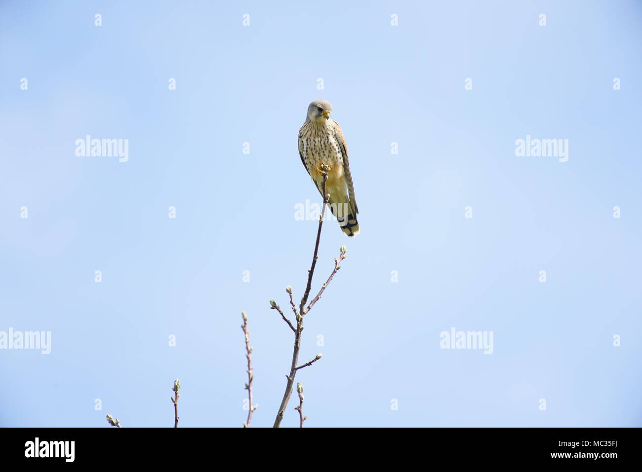 Adult Kestrel perching on branch, Switzerland Stock Photo - Alamy
