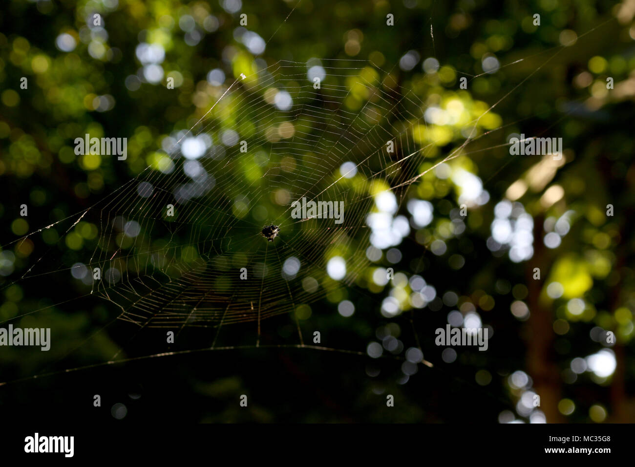 Cobwebs floating in the air on beautiful green background Stock Photo ...