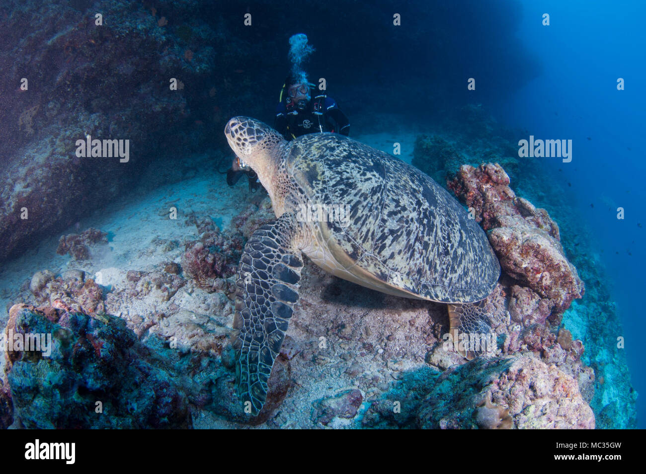 Giant turtles of maldives hi-res stock photography and images - Alamy