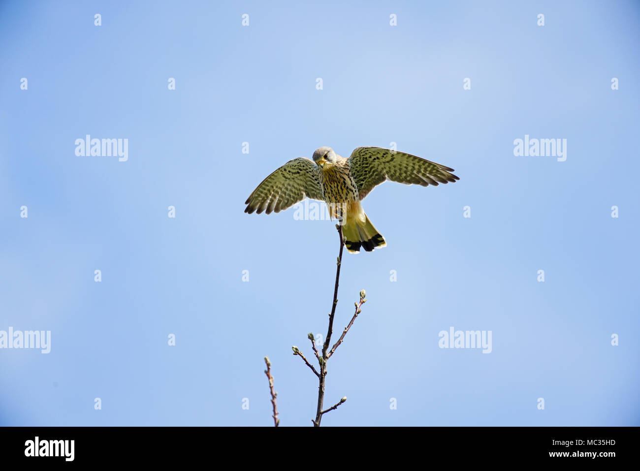 Adult Kestrel landing on a tree branch, Switzerland Stock Photo - Alamy