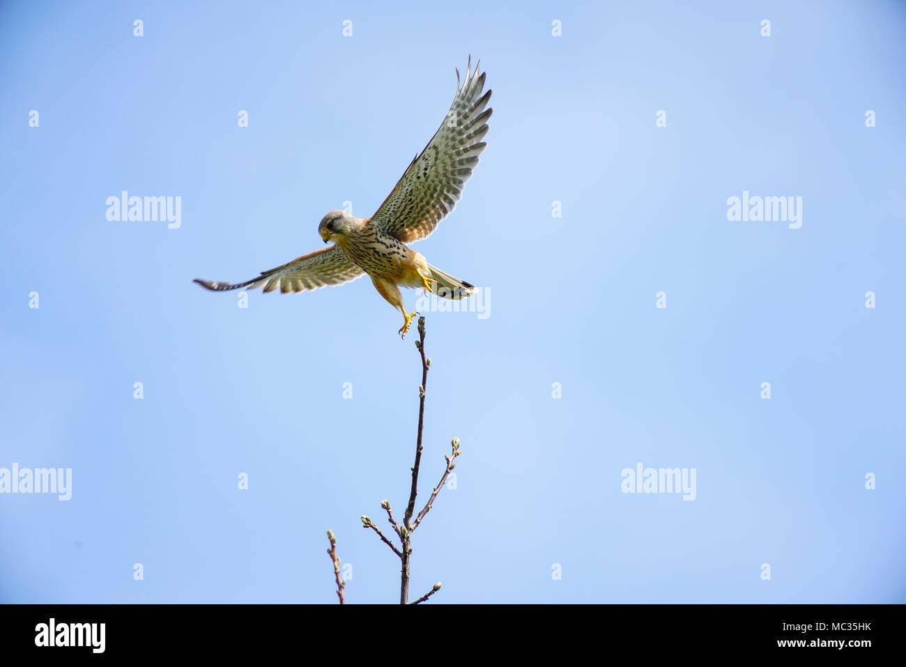 Feathers on a kestrel hi-res stock photography and images - Alamy