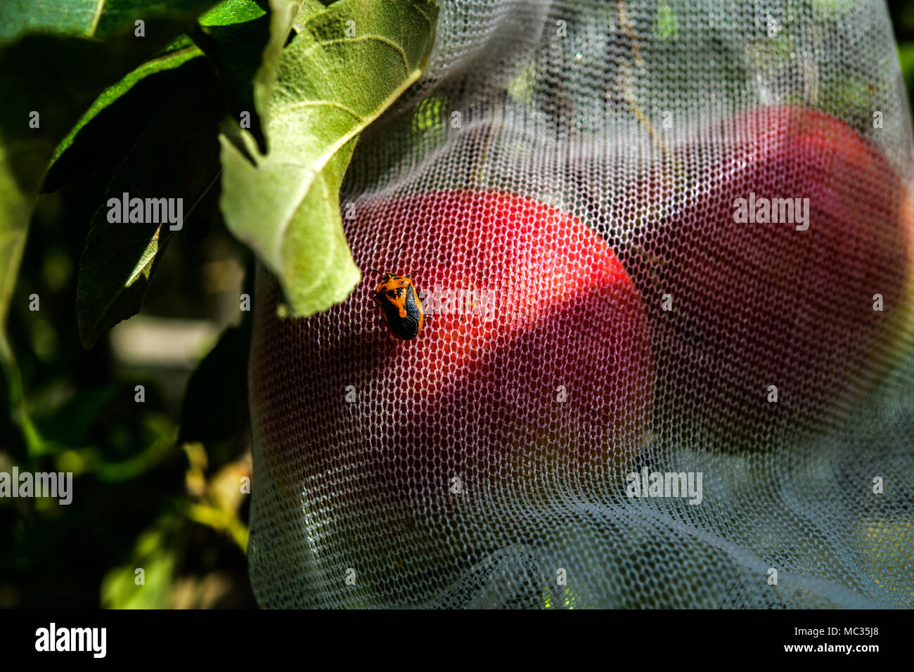 Net bags insect protection hi-res stock photography and images - Alamy
