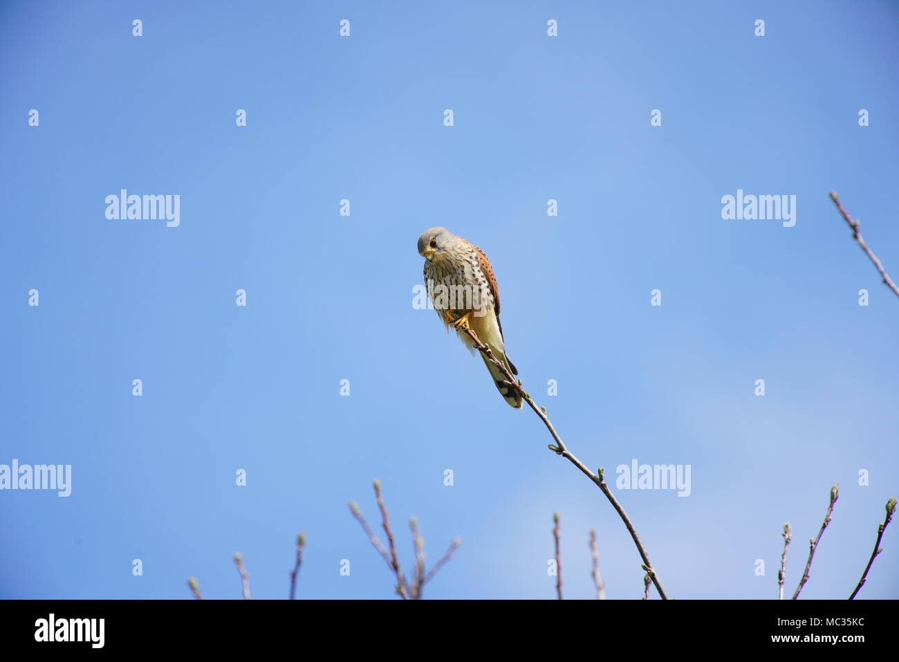 Kestrel feathers hi-res stock photography and images - Alamy