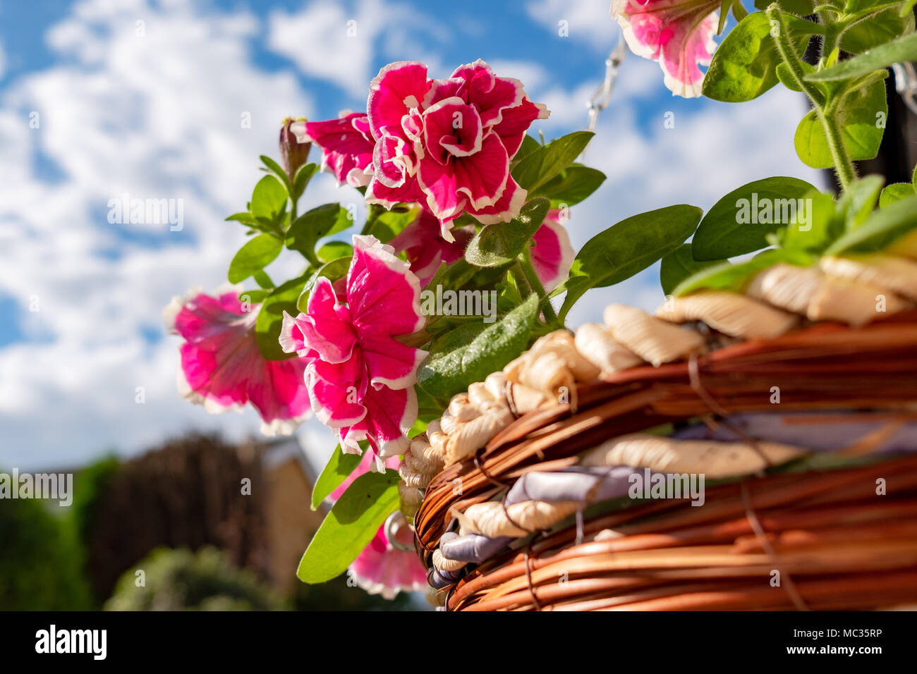 Close-up of a newly planted hanging basket arrangement showing the ...