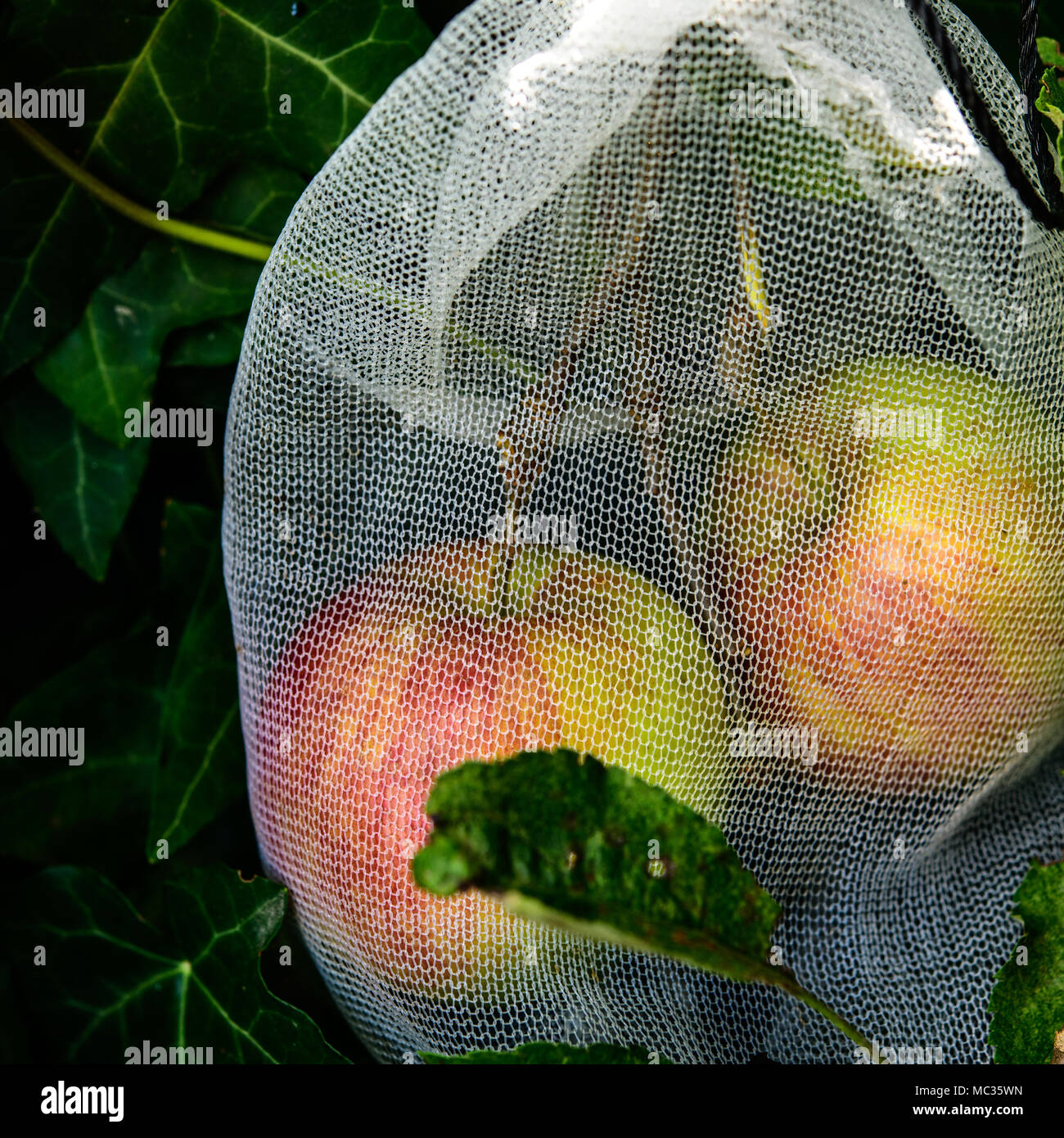 Net bags insect protection hi-res stock photography and images - Alamy