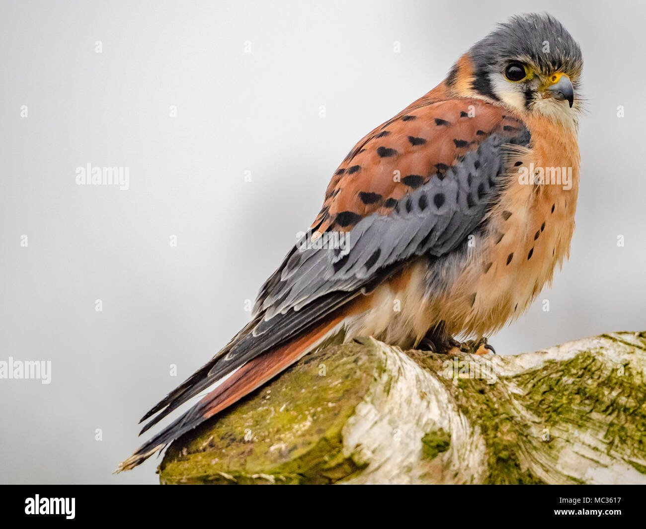 Close up male kestrel hi-res stock photography and images - Alamy