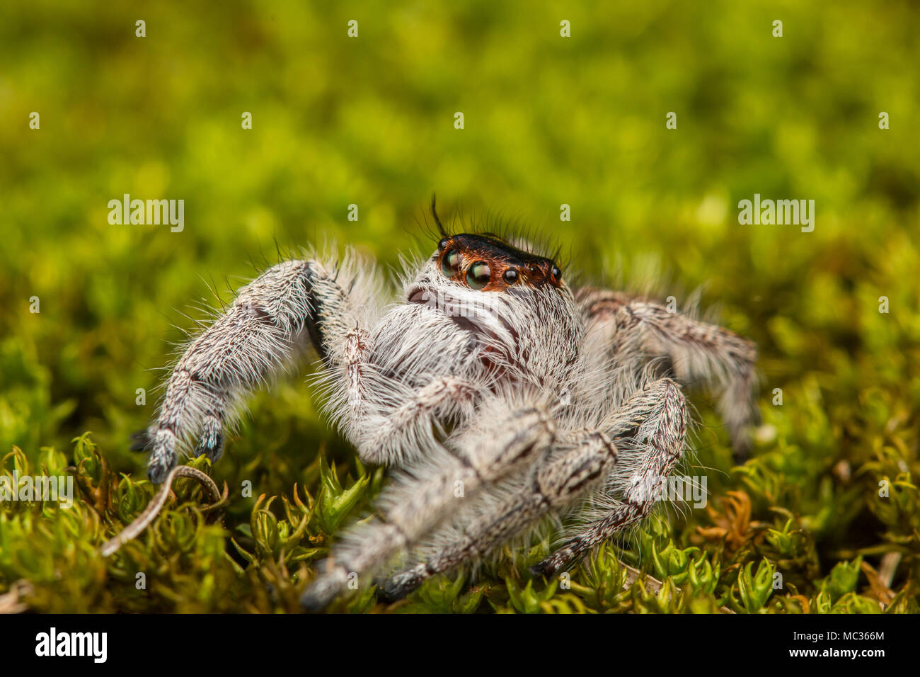 Close-up of Jumping Spider , Jumping Spider of Borneo , Jumping Spider ...