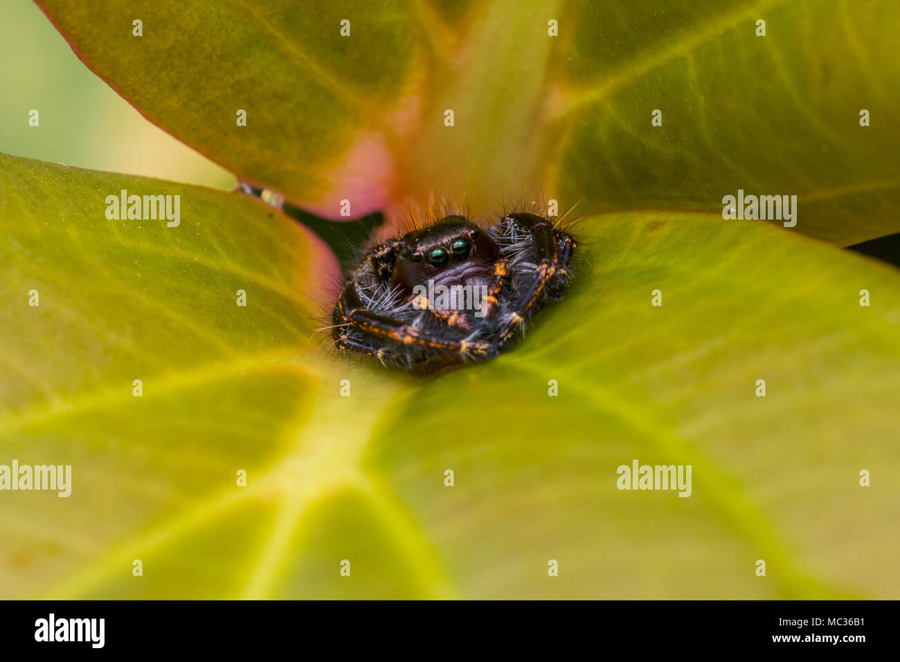 Close-up of Jumping Spider , Jumping Spider of Borneo , Jumping Spider ...