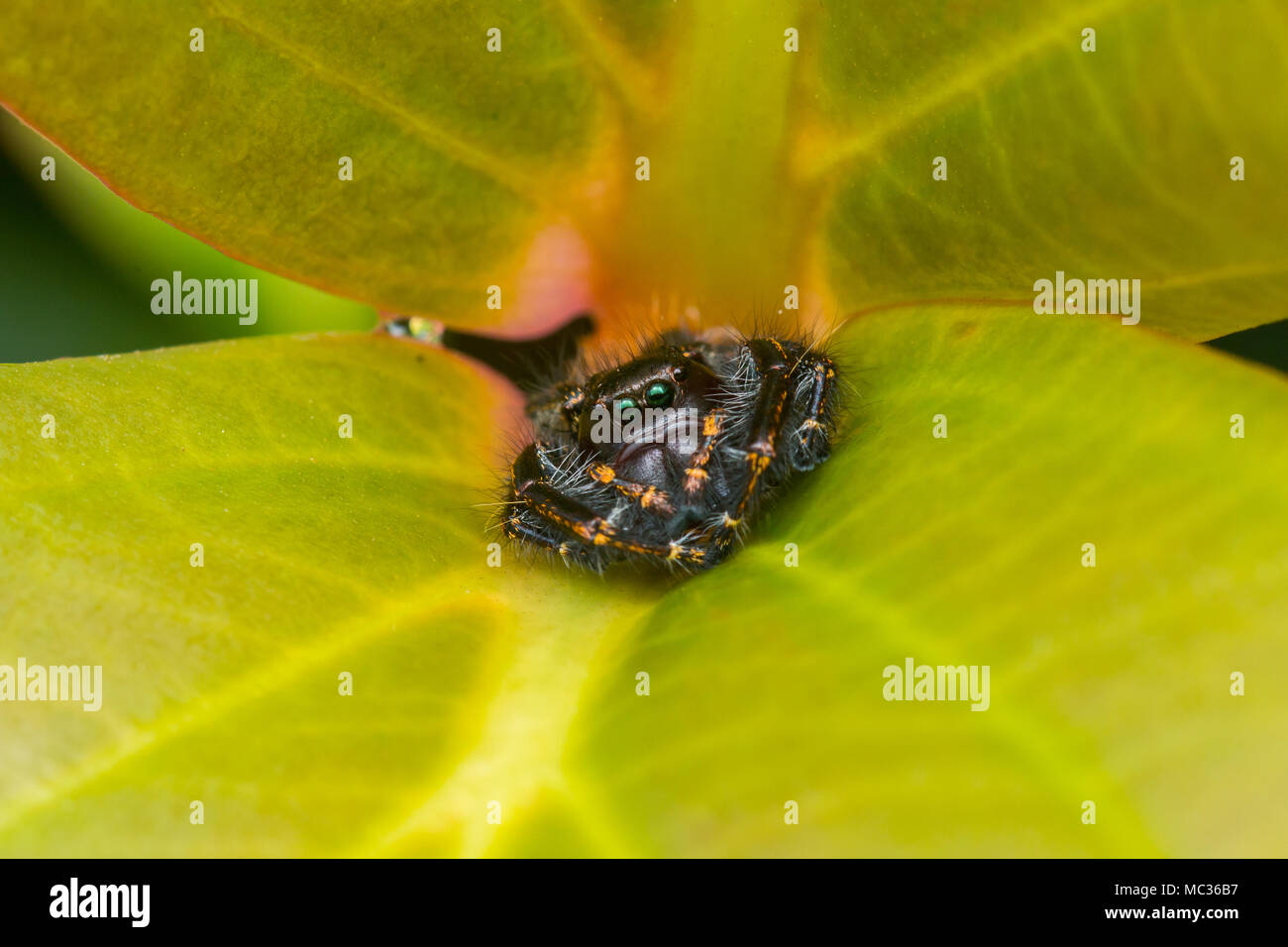 Close-up of Jumping Spider , Jumping Spider of Borneo , Jumping Spider ...