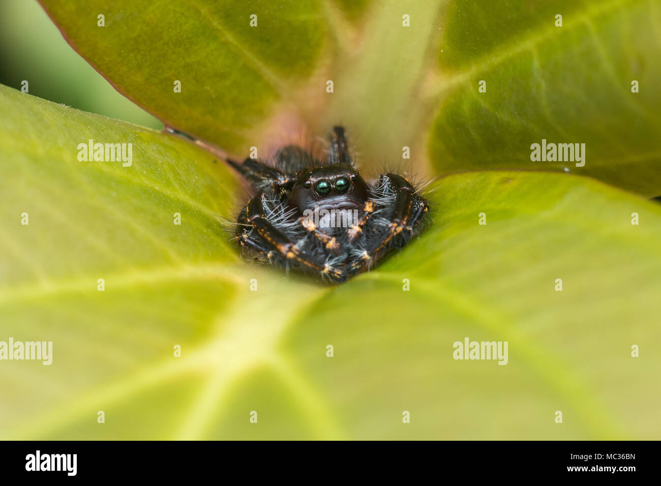 Close-up of Jumping Spider , Jumping Spider of Borneo , Jumping Spider ...