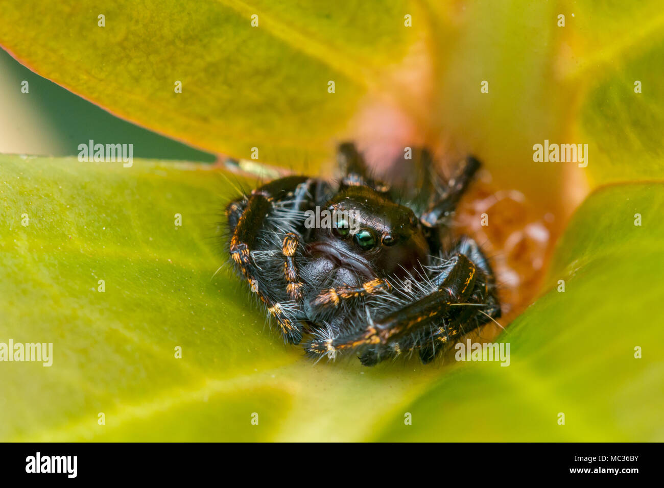 Close-up of Jumping Spider , Jumping Spider of Borneo , Jumping Spider ...