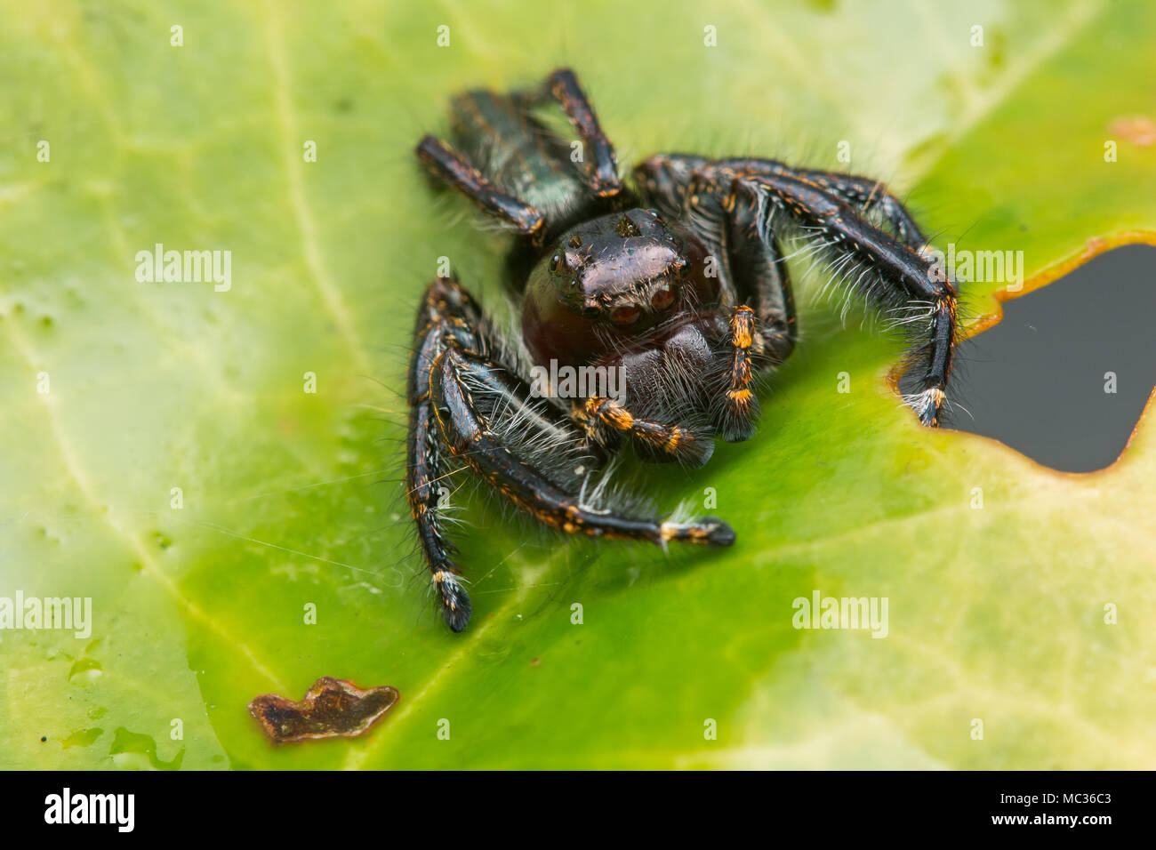 Close-up of Jumping Spider , Jumping Spider of Borneo , Jumping Spider ...