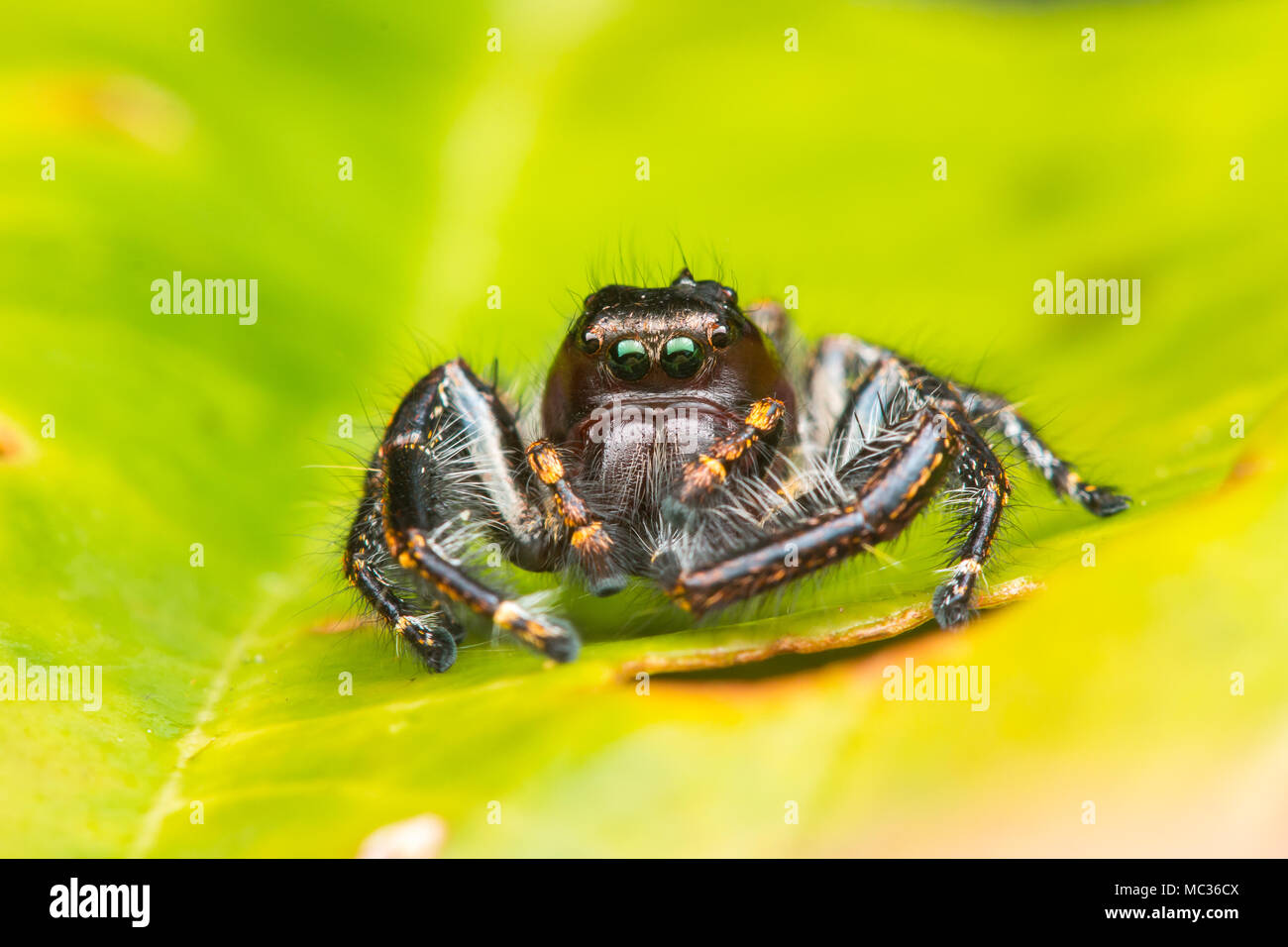 Close-up of Jumping Spider , Jumping Spider of Borneo , Jumping Spider ...