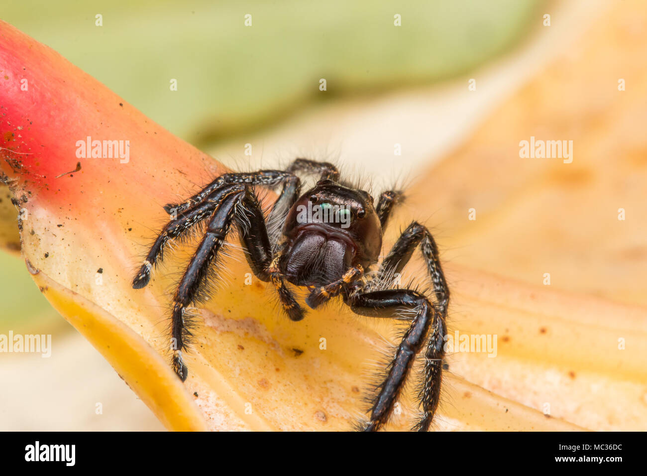 Close-up of Jumping Spider , Jumping Spider of Borneo , Jumping Spider ...