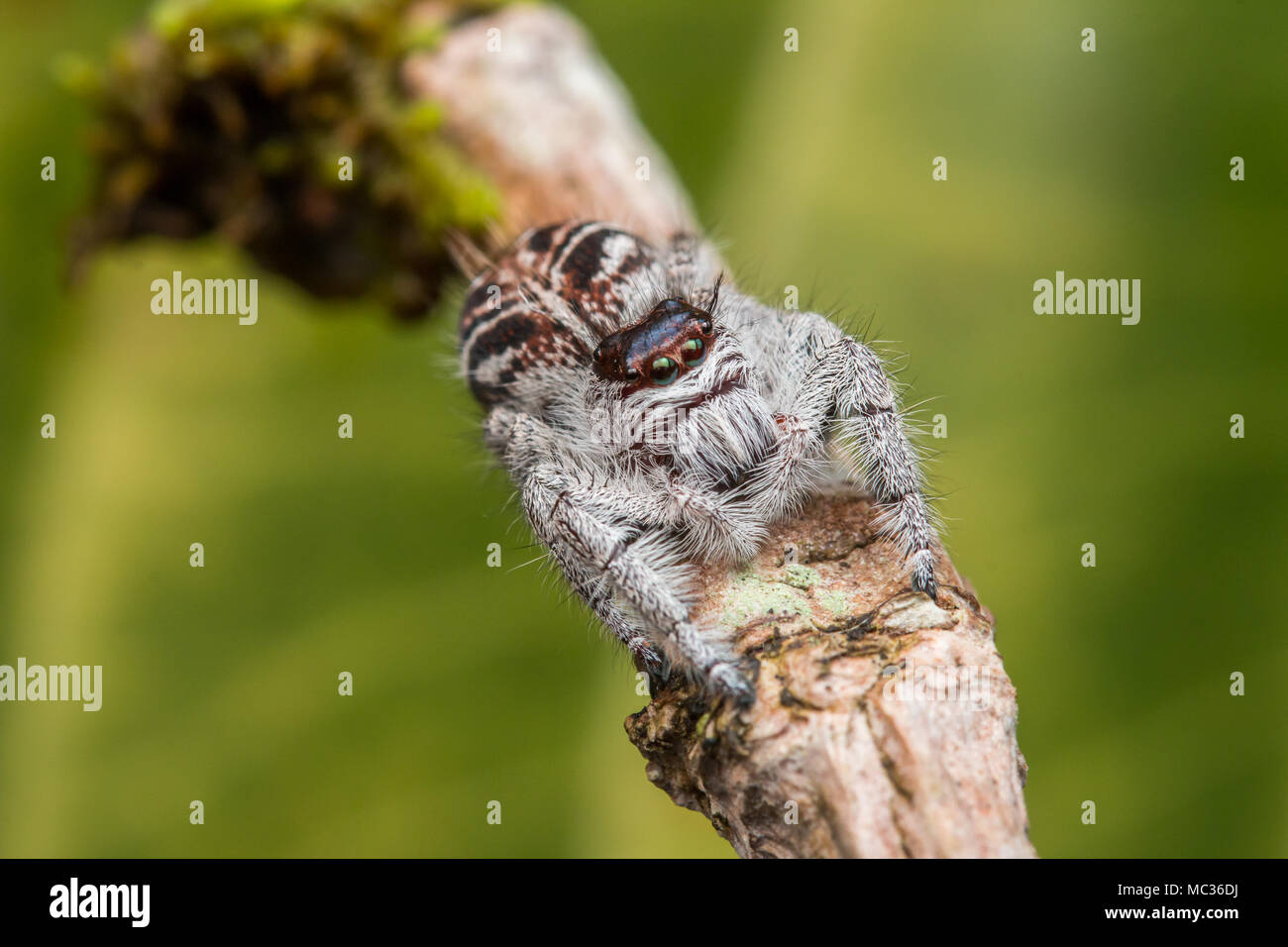 Close-up of Jumping Spider , Jumping Spider of Borneo , Jumping Spider ...