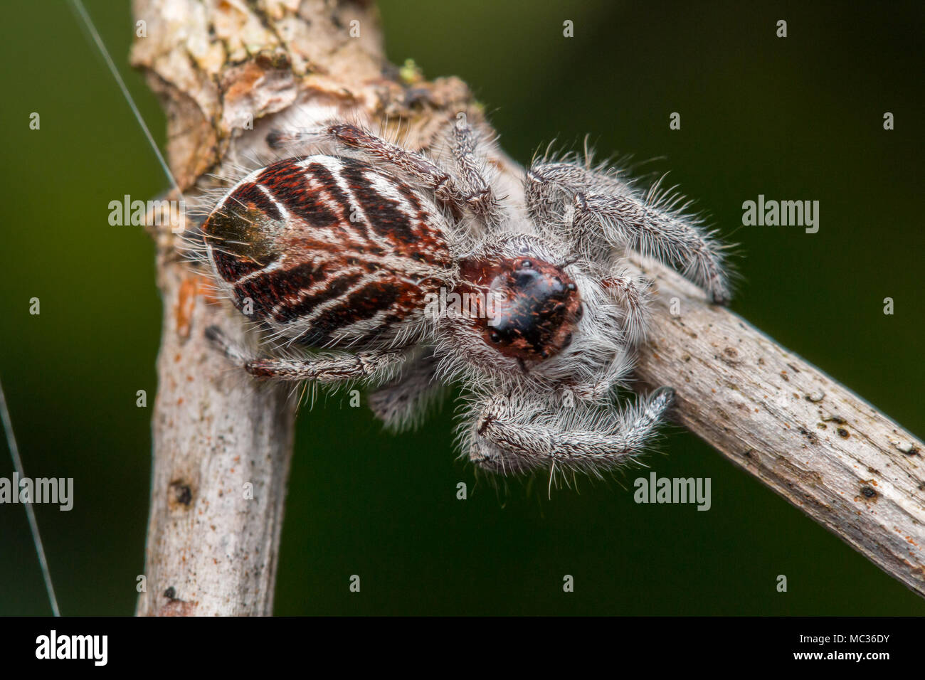 Close-up of Jumping Spider , Jumping Spider of Borneo , Jumping Spider ...