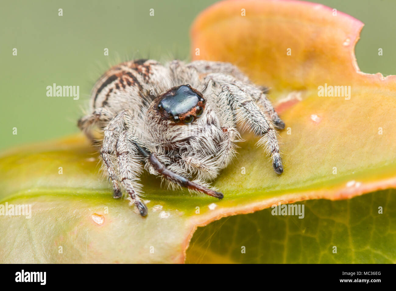 Close-up of Jumping Spider , Jumping Spider of Borneo , Jumping Spider ...