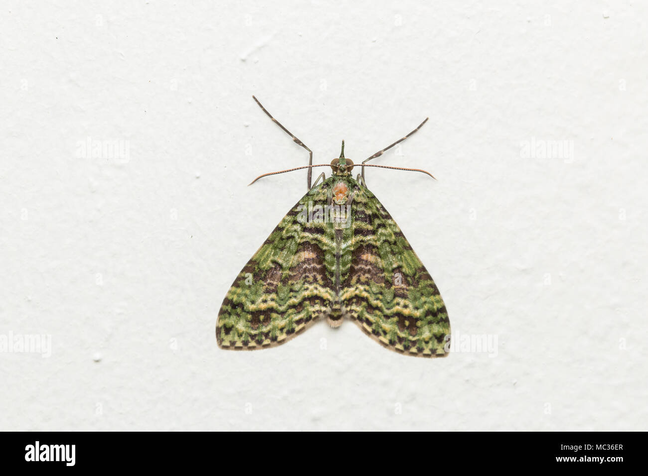 Macro Image of Beautiful Moth of Borneo Stock Photo - Alamy