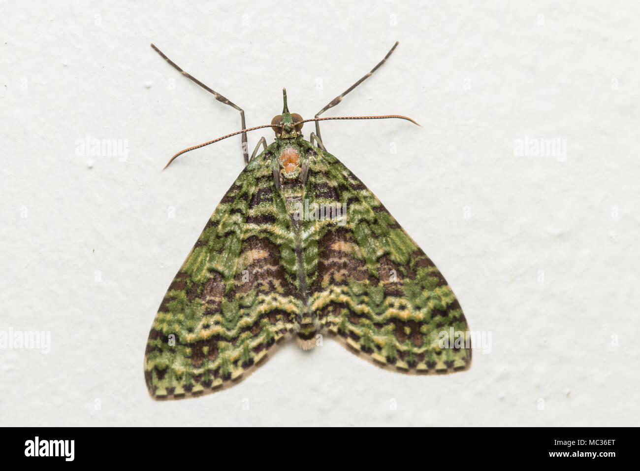 Macro Image of Beautiful Moth of Borneo Stock Photo - Alamy