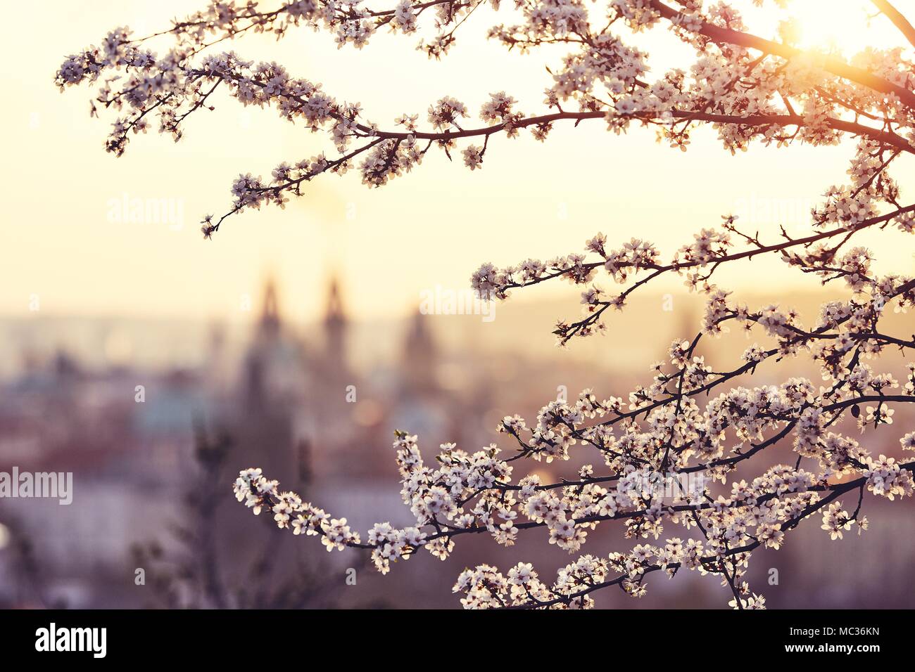 Spring in the city. Blossom tree against old town. Beautiful sunrise in ...