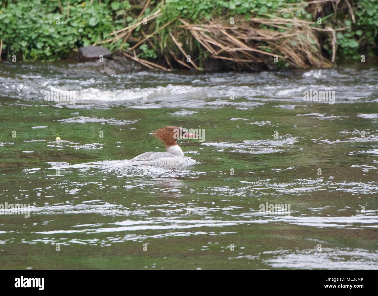 River mersey stockport hi-res stock photography and images - Alamy
