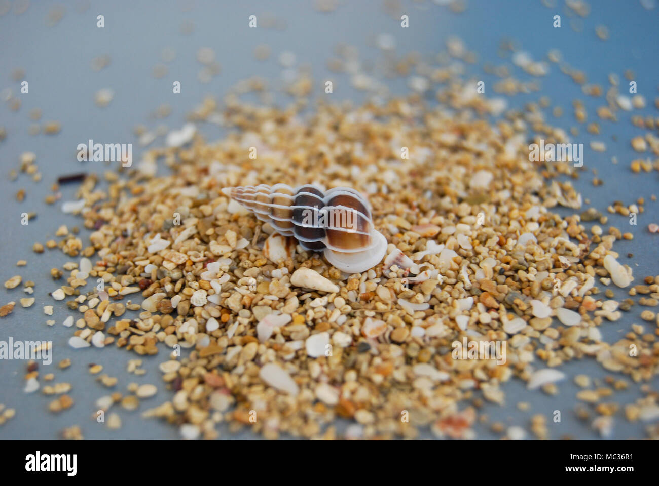 Perfect shell with white lines and sand of the beach Stock Photo - Alamy