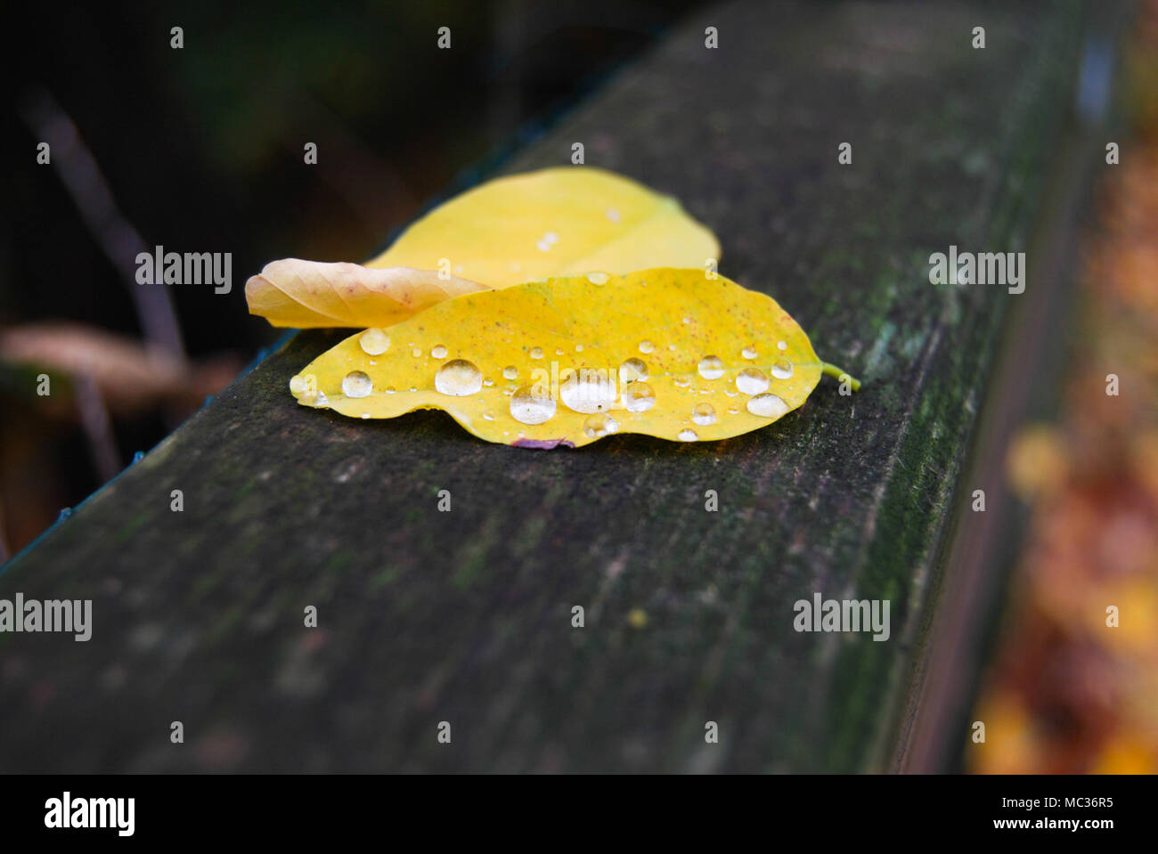 Robinia pseudoacacia wood hi-res stock photography and images - Alamy
