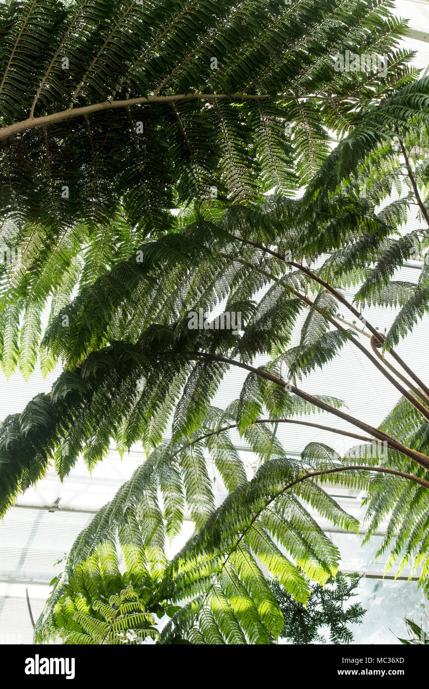 Cyathea milnei. Milnes tree fern in RHS Wisley gardens glasshouse ...