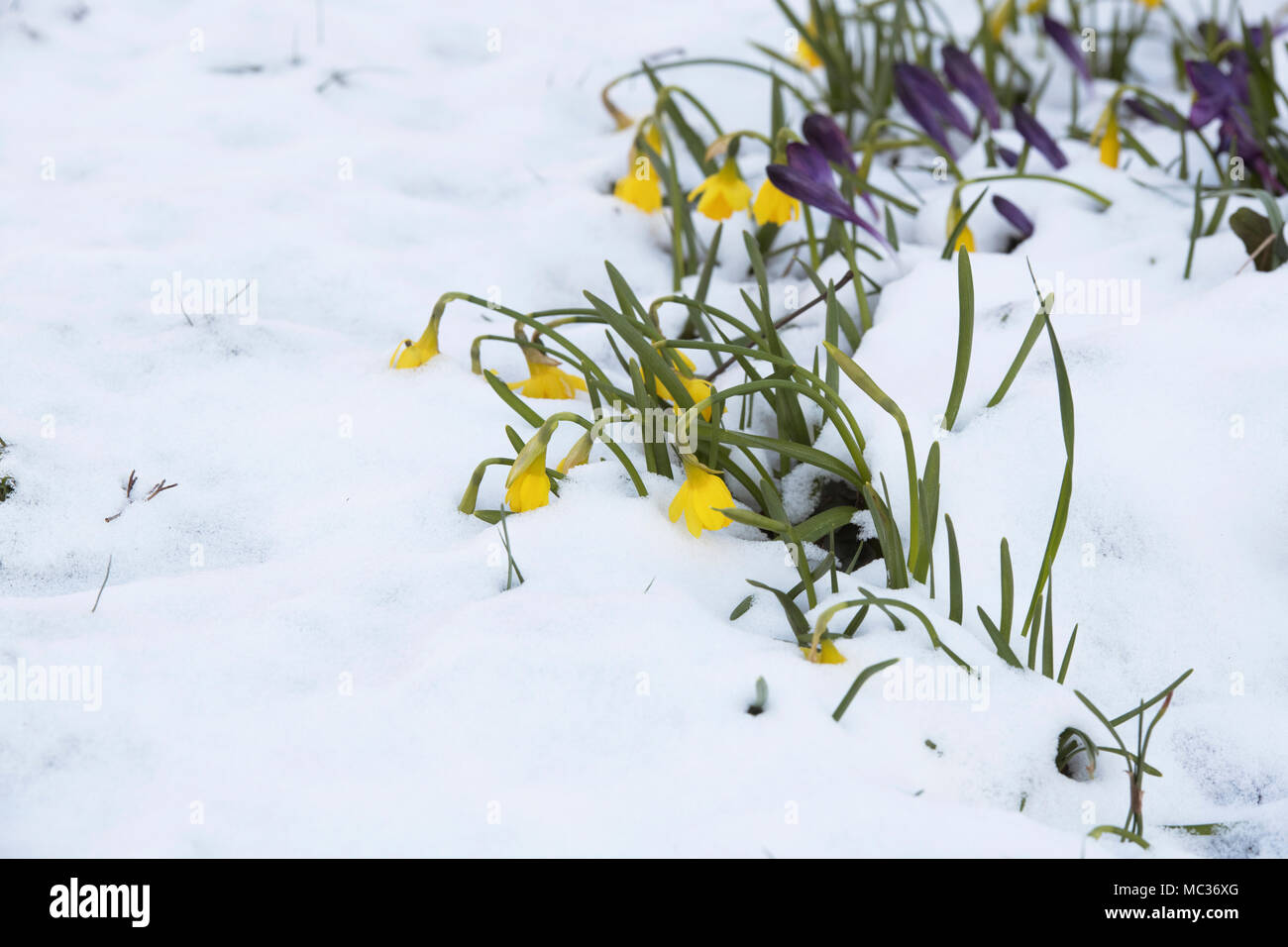 Drooping flowers in garden hi-res stock photography and images - Alamy