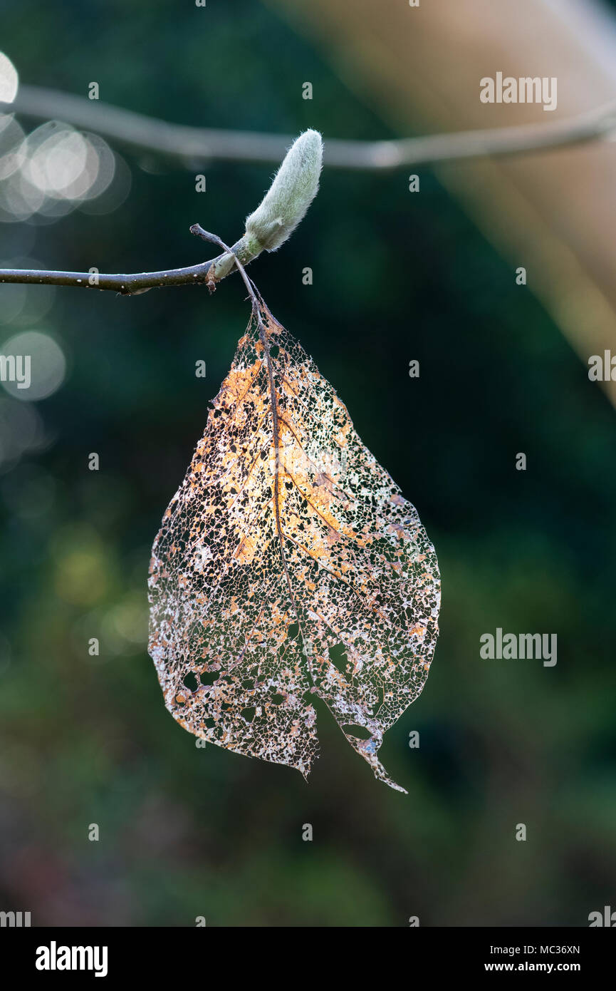 Leaf skeleton hi-res stock photography and images - Alamy