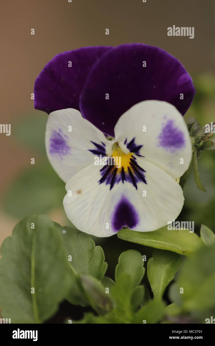 Three color violas hi-res stock photography and images - Alamy