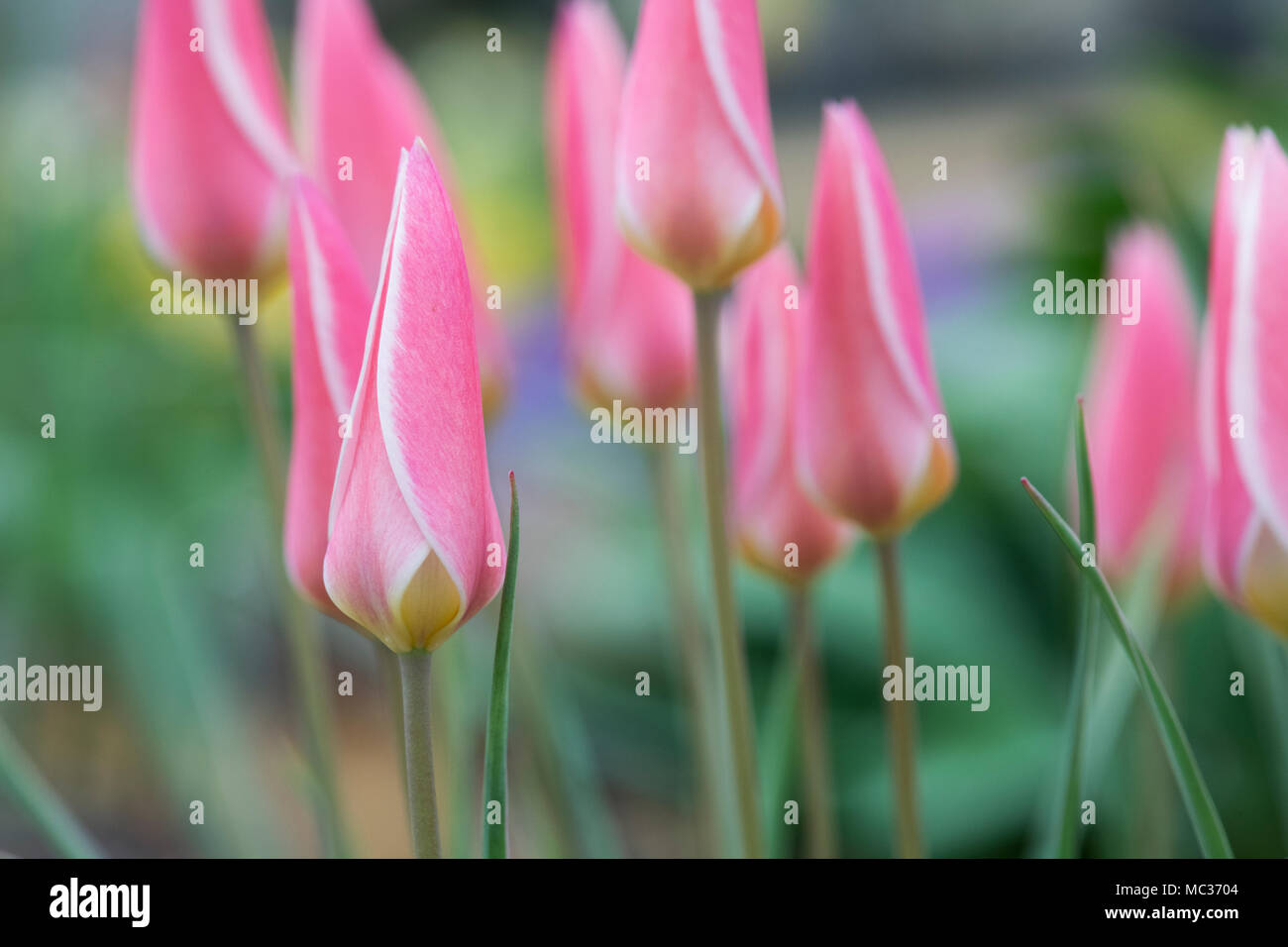 Tulipa clusiana hi-res stock photography and images - Alamy