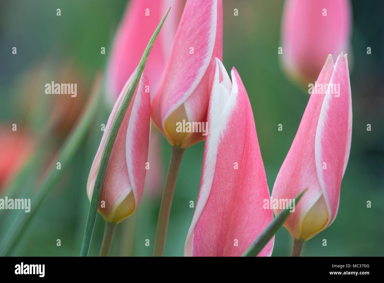 Tulip Clusiana 'Lady Jane' flowers Stock Photo - Alamy