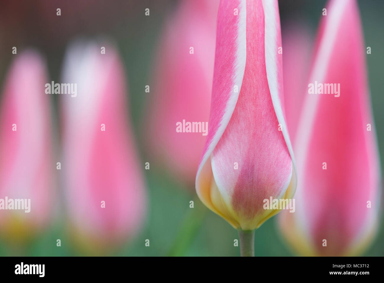 Tulip Clusiana 'Lady Jane' flowers Stock Photo - Alamy